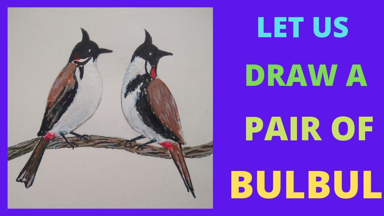 Let Us Draw A Pair Of Bulbul | Bulbul Bird | Beautiful Bird | बुलबुल ...