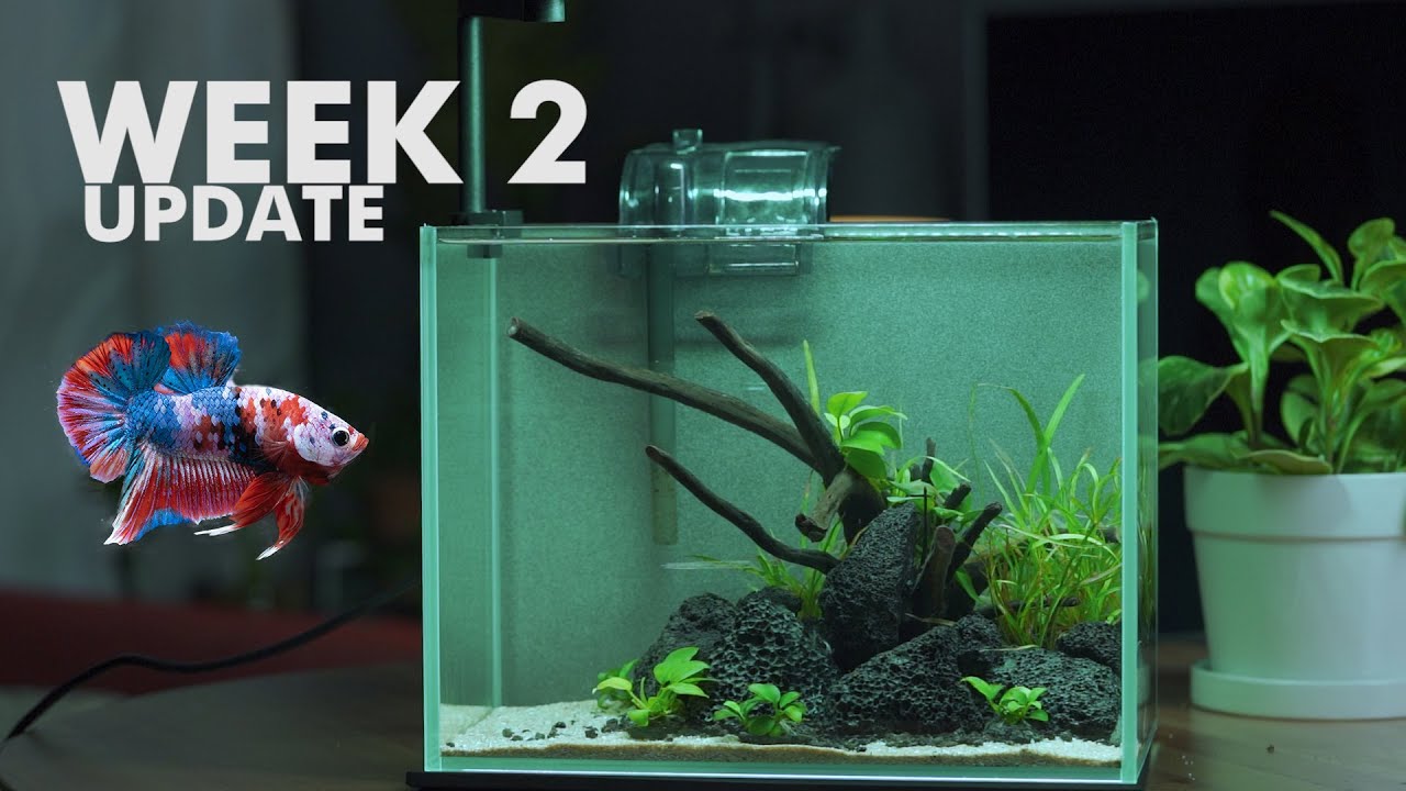 Low tech betta tank 2 weeks update - YouTube