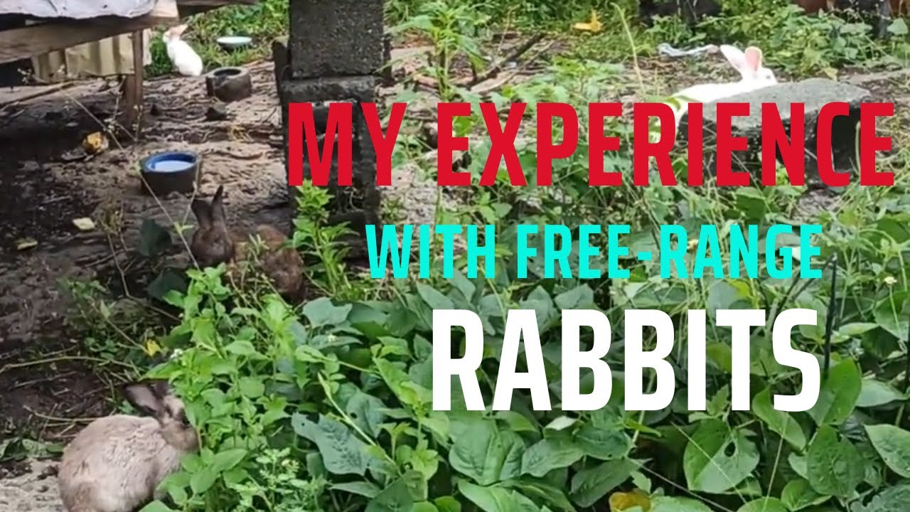 RABBIT ON A FREE RANGE: MY FIRST EXPERIENCE! - YouTube