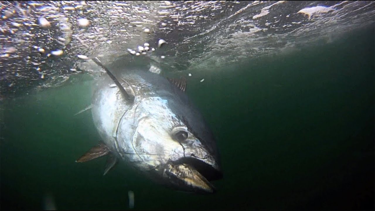 Harvesting a 400-Pound Bluefin Tuna at Prince Edward Island, Canada ...