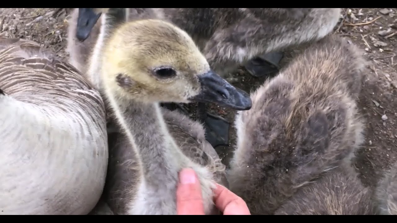 SOFT and ADORABLE! Would you like to pet these WILD Canada Geese and ...