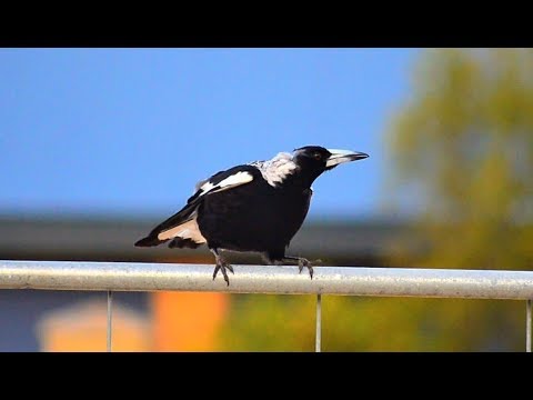The Bird Australians Fear - Australian Magpie - Funny Video - YouTube
