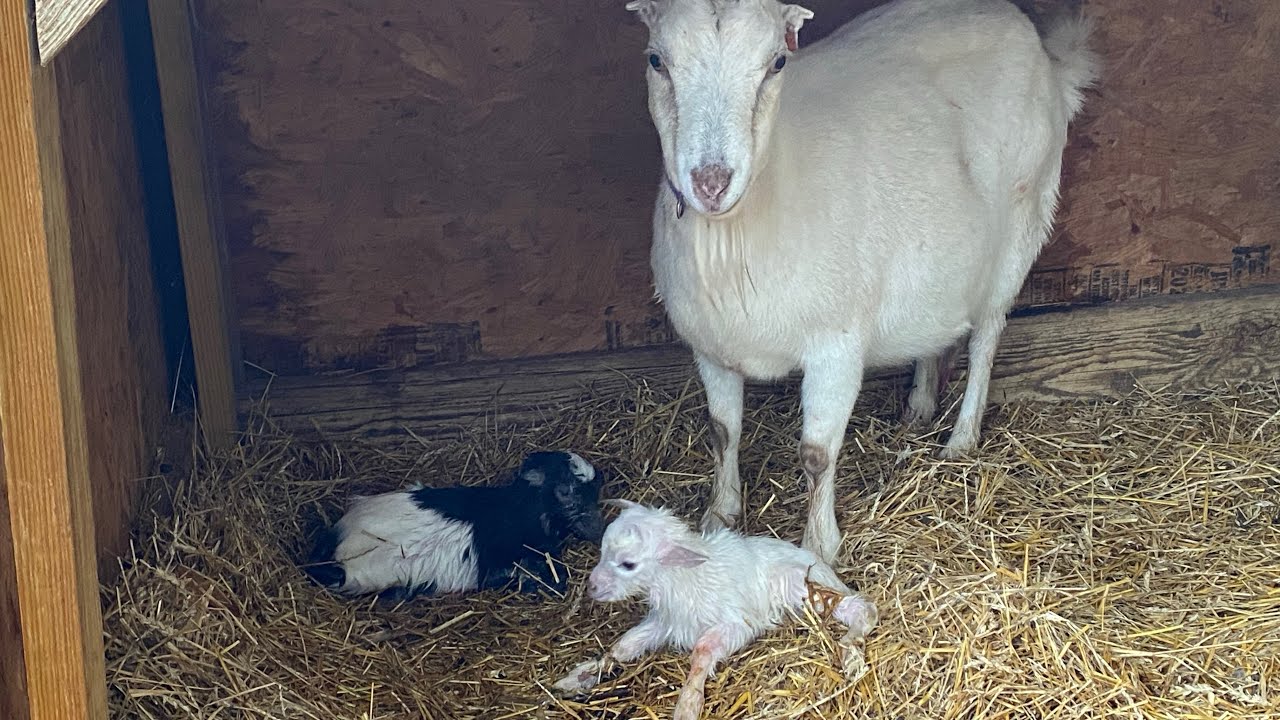 Baby Spanish Goats