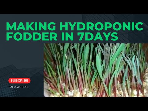 Hydroponic Maize: The Future of Sustainable Fodder. - YouTube