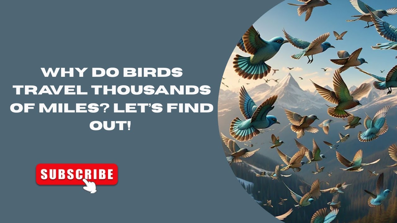 Why Do Birds Travel Thousands of Miles? The Science of Migration ...