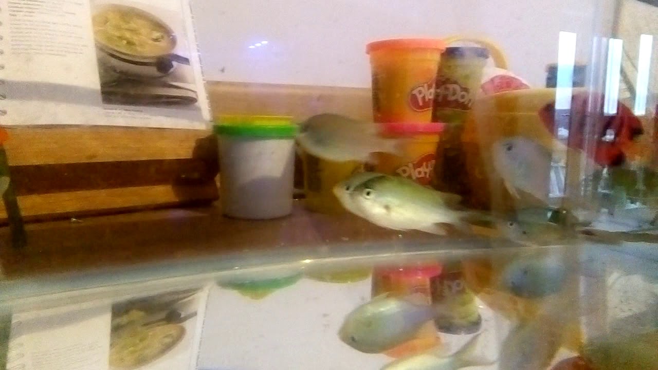 Fish bath 2 - YouTube