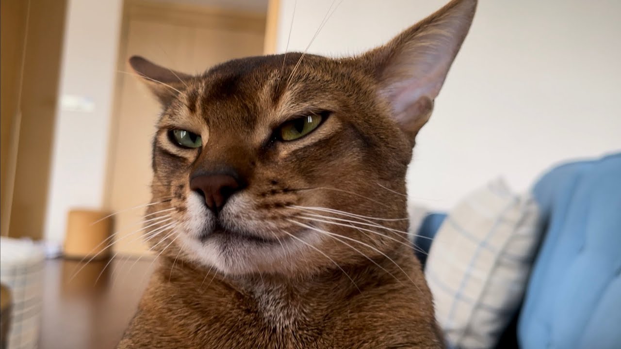It’s massage time, human. Abyssinian cat enjoys petting. - YouTube