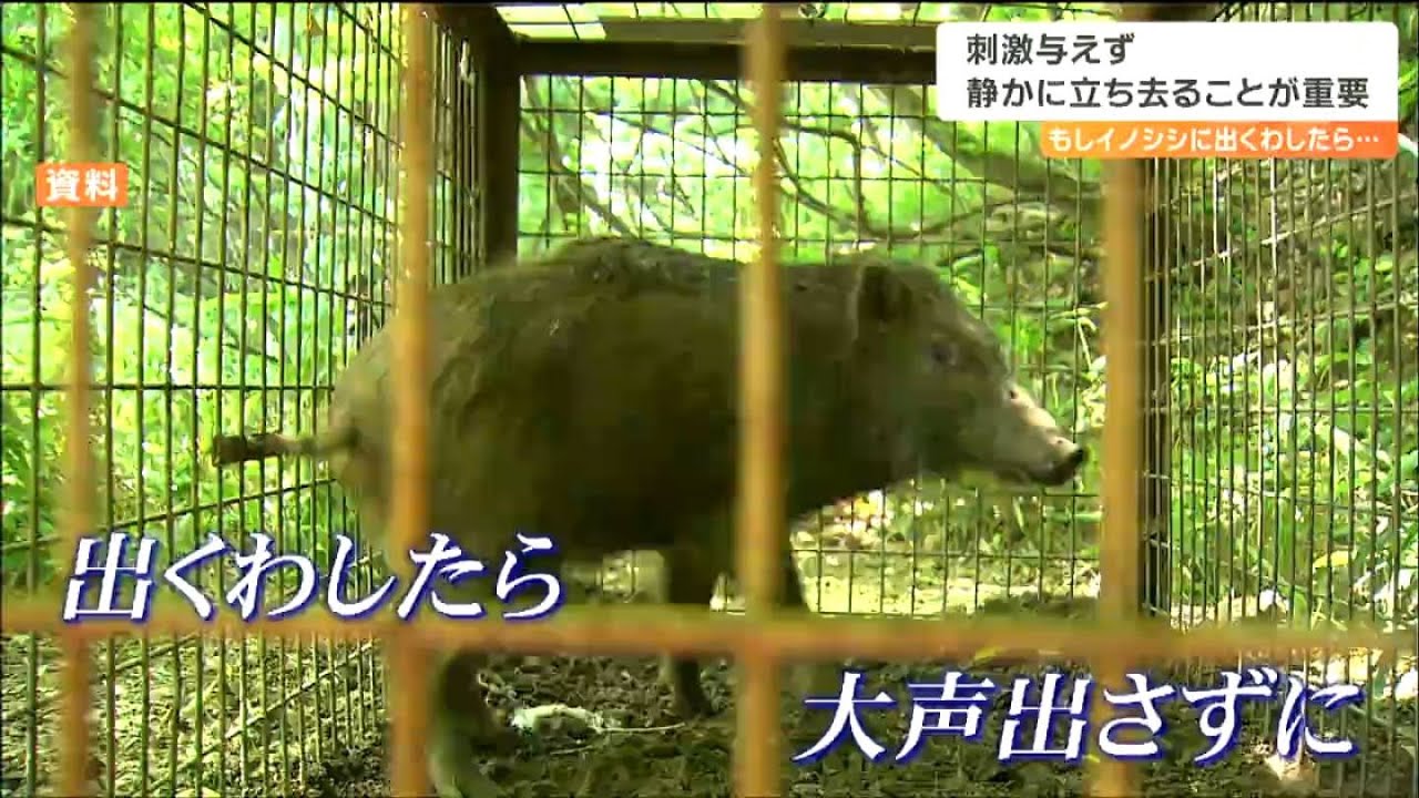 もし“イノシシに遭遇”したらどうする 効果的なのが「かばんなど気を引くものを置いてそっと立ち去る」 Youtube
