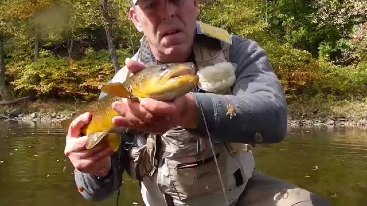 FALL FLY FISHING-FALL BROWNS TROUT and THE MUSKRAT HOLE - YouTube