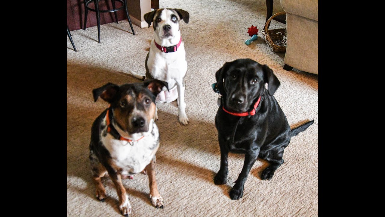 Watching 3 Dogs, and planting in between time. - YouTube