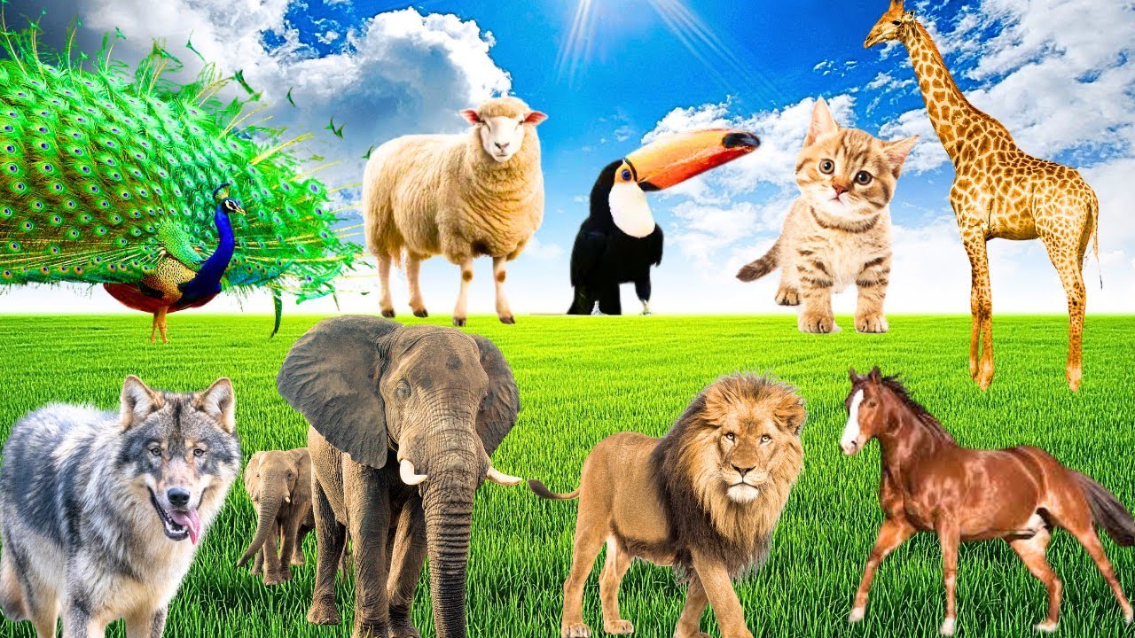 Happy Animal Moments & Sounds :Dogs, Cats, Chickens, Cows, Goats ...