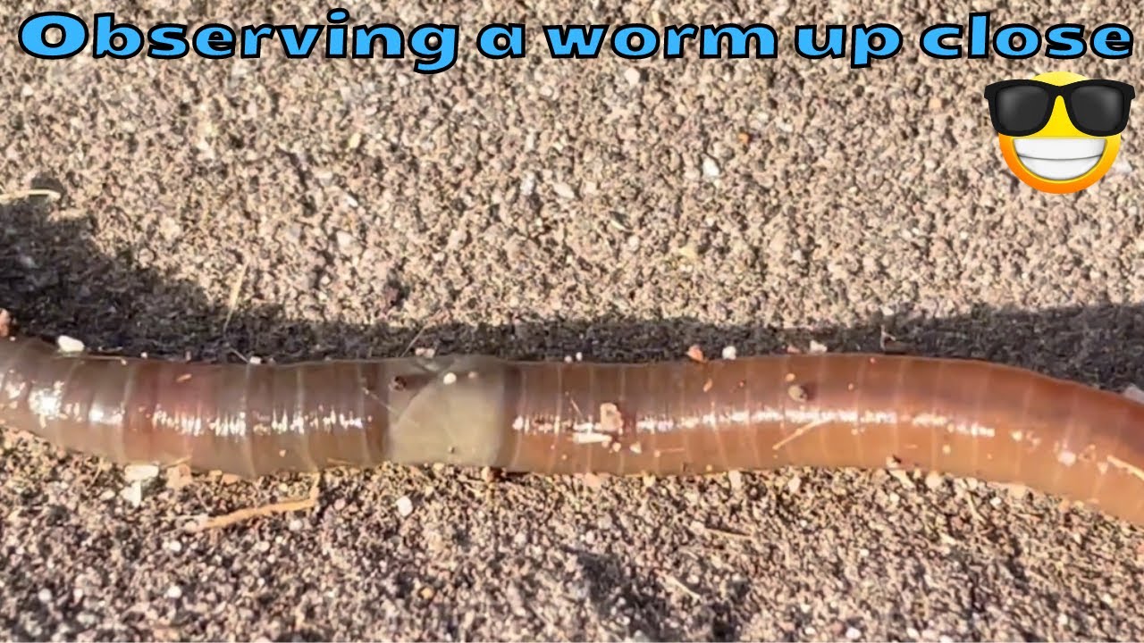 Watching and observing an earthworm up close - YouTube