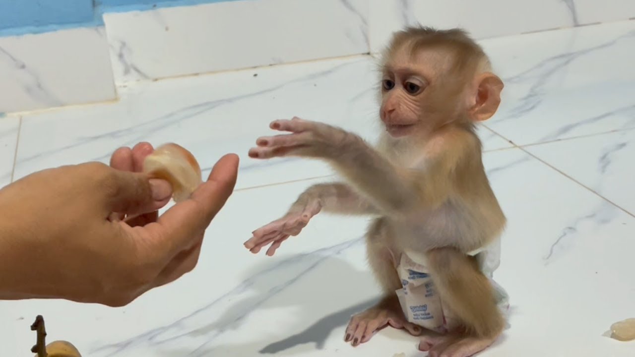 Cute Way The Chaly Bby Monkey Demand Ask For Fruit - YouTube