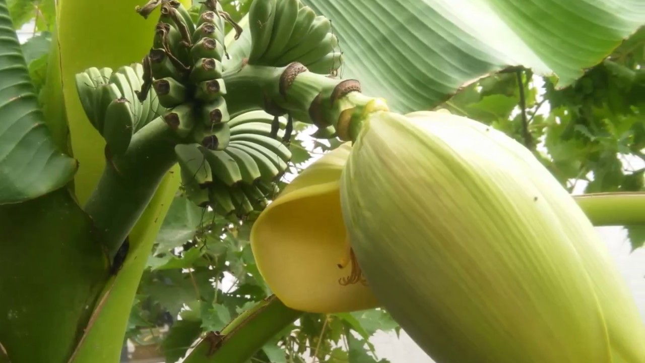 Banan made Romania 2017 !/ Musa basjoo , ingrijire si cum sa il ...