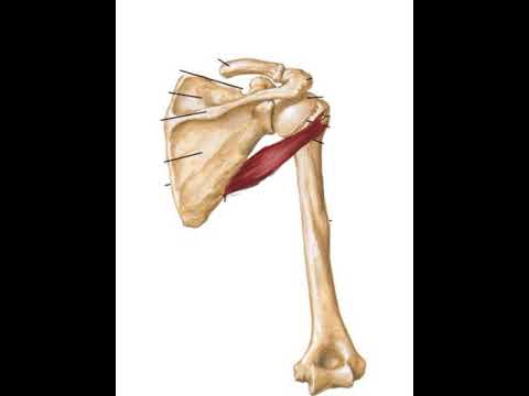 ANATOMIA - REDONDO MENOR - YouTube