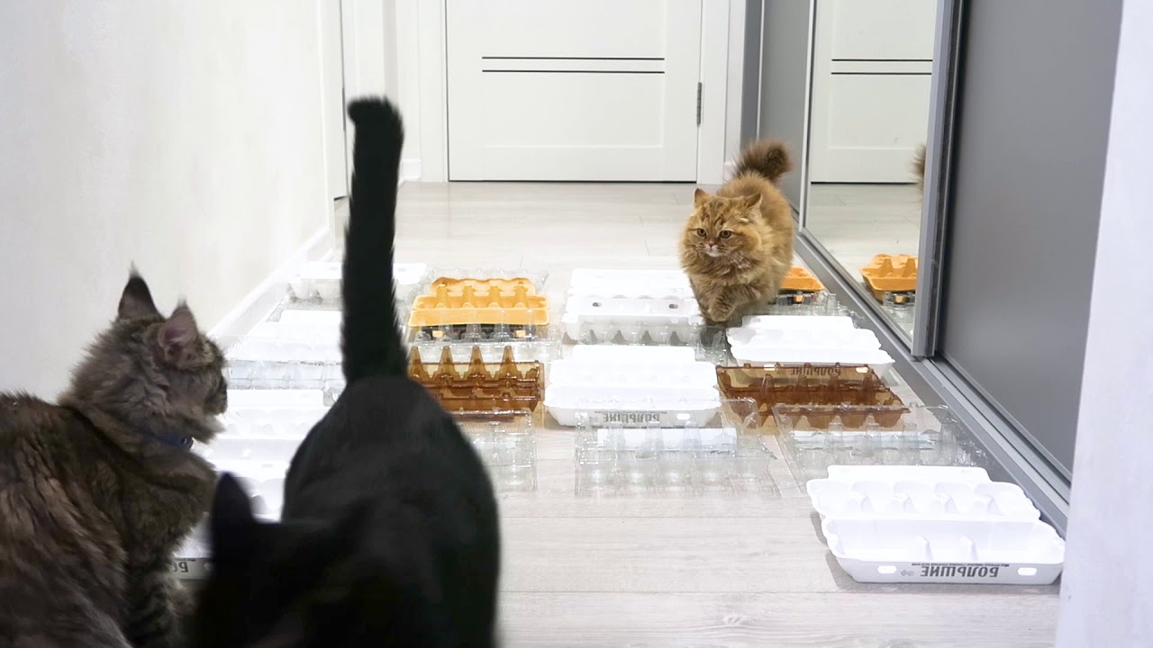 Cats VS Eggs boxes Short version - YouTube