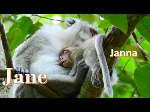 Don't Break Comfort milk Jane ! Let's Me think first Janna monkey  , CEO