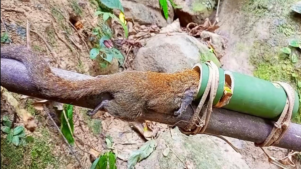 Special Bamboo Trap Working - YouTube