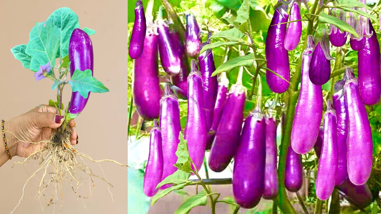 Best Technique Growing Brinjal Tree with Watermelon and chicken egg ...
