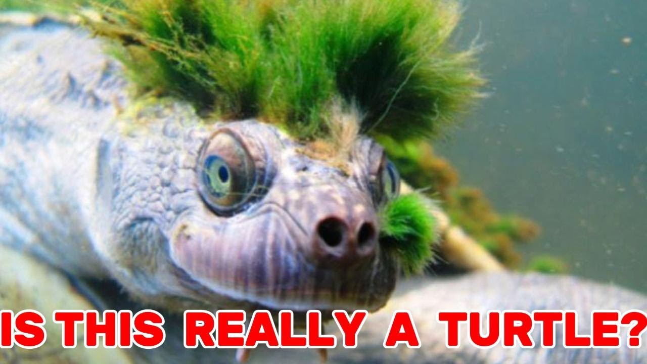 This Turtle Can Breath Under The Water? |10 Most Bizarre Species of Turtles in the World - YouTube