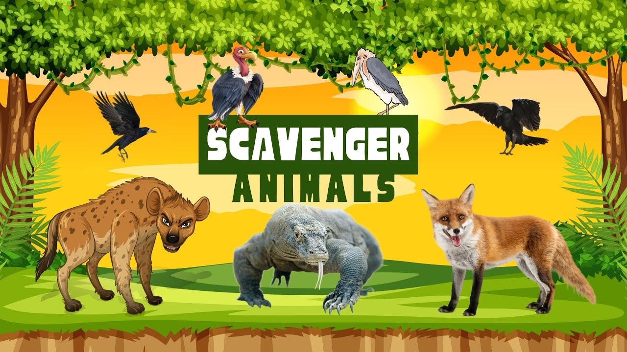 Scavengers: Nature's Cleanup Crew in Ecosystem - YouTube