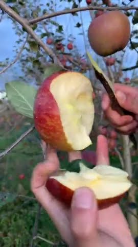 Fruit you look so cute haha 9 - YouTube