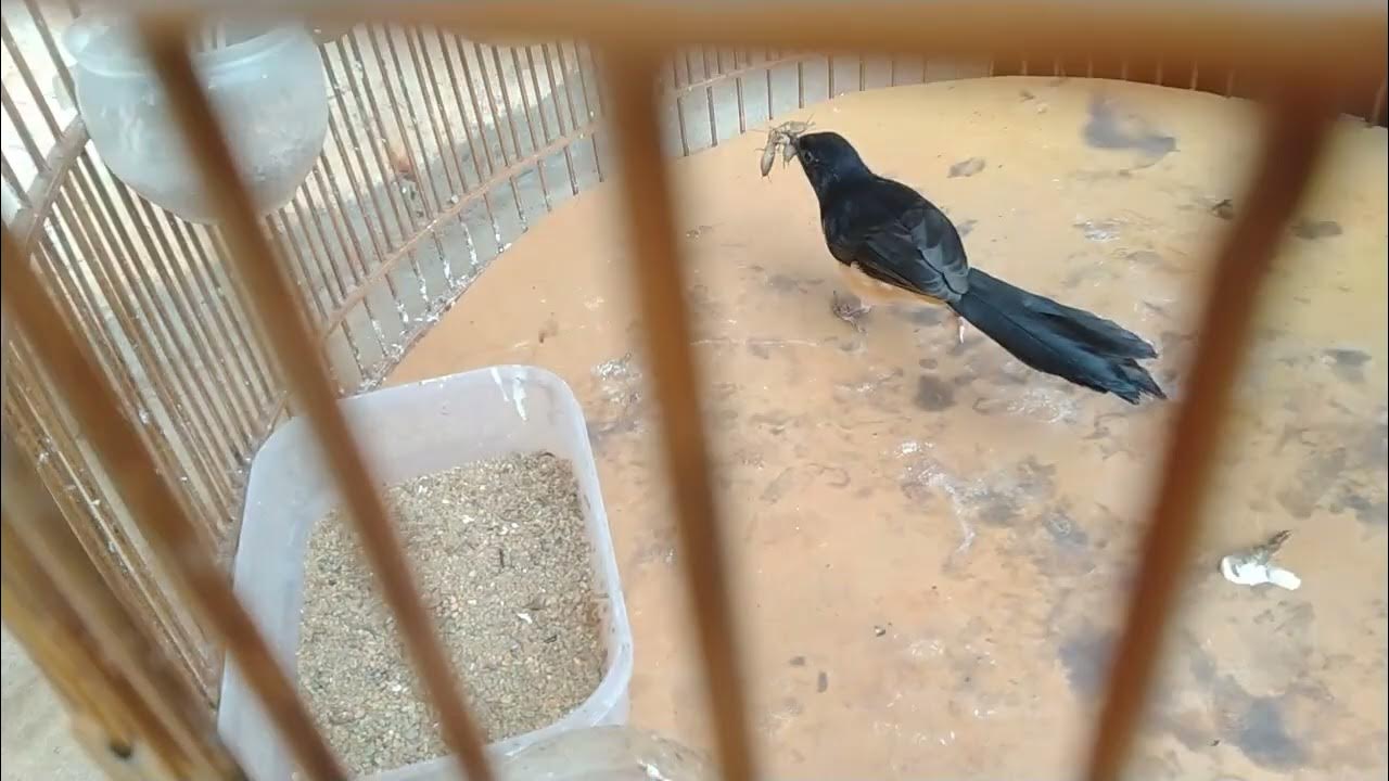 ternak murai batu sangkar gantung (loloh anakan tanpa kroto) - YouTube