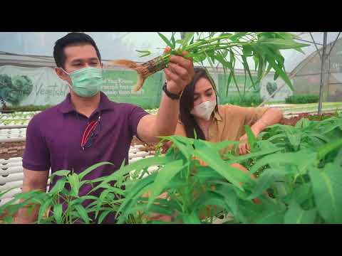 AFDHAL YUSMAN & FATMASURI, Berkebun dan Memetik Sayuran Hydroponic