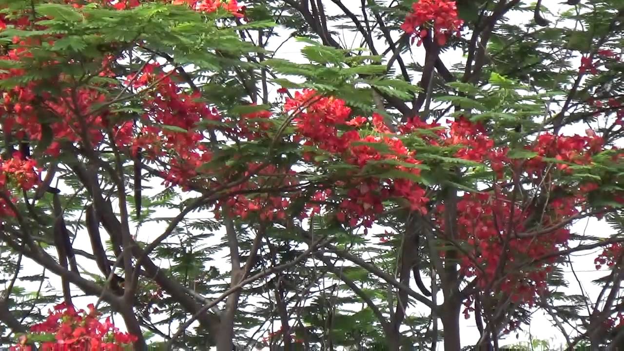 Royal Poinciana or Flamboyant. or Gulmohar or Delonix regia Tree ...