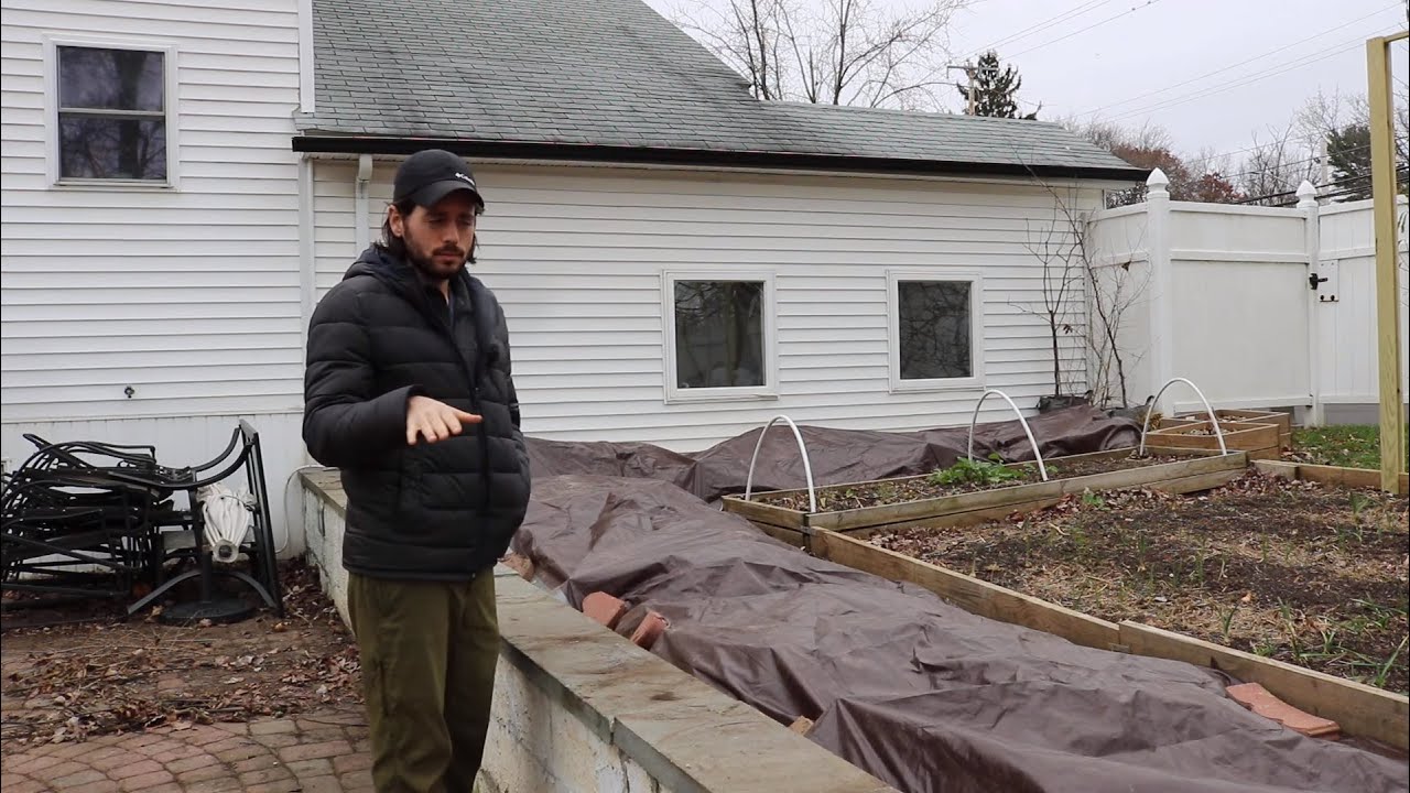 The Cut & Cover Method of Winter Fig Tree Protection - The Details ...