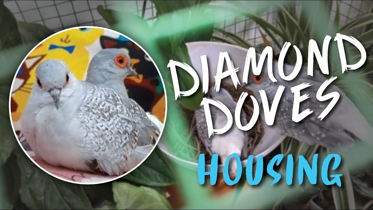 Diamond Doves Housing | Basic Housing for Diamond Doves | How to set up a Home for Diamond Doves ...