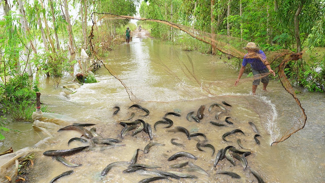 Amazing Fishing in Water Flood Season 2020 - Catching Catfish Under ...