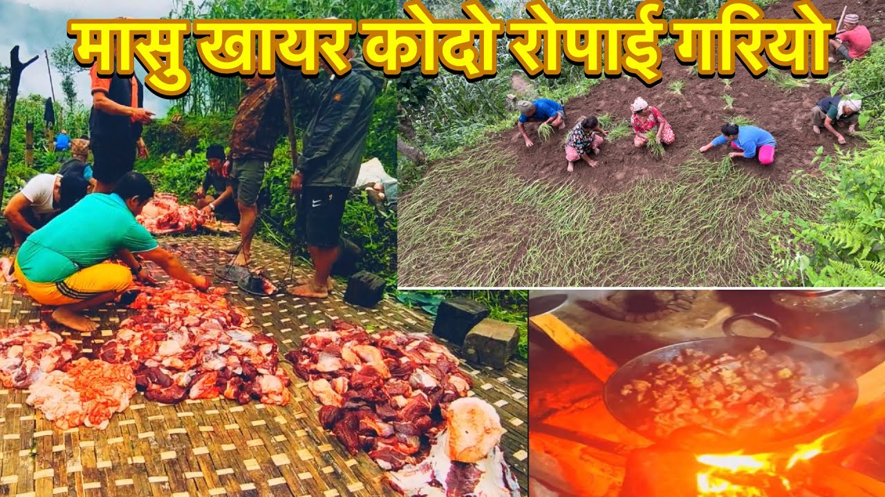 रागा काटेर मासु खुवाई गाउमा Masu khayara kodo ropai gariyo [KHOTANGE ...