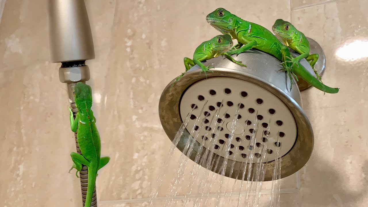 LIVE LIZARDS In SHOWER! PRANK! - YouTube