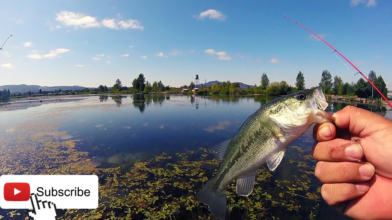CHEADLE LAKE (Lebanon, OR) - YouTube