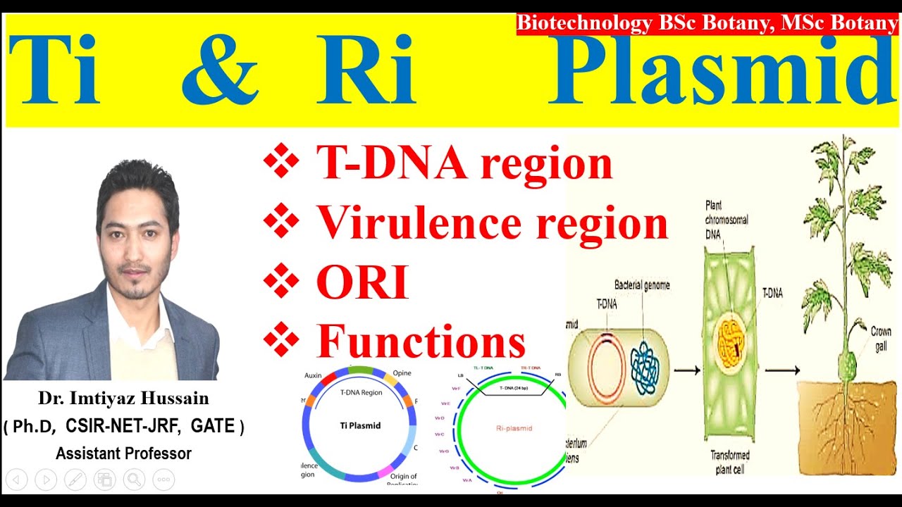 Ti & Ri plasmid #plasmid Agrobacterium tumeifaciens, T-DNA, Virulence ...