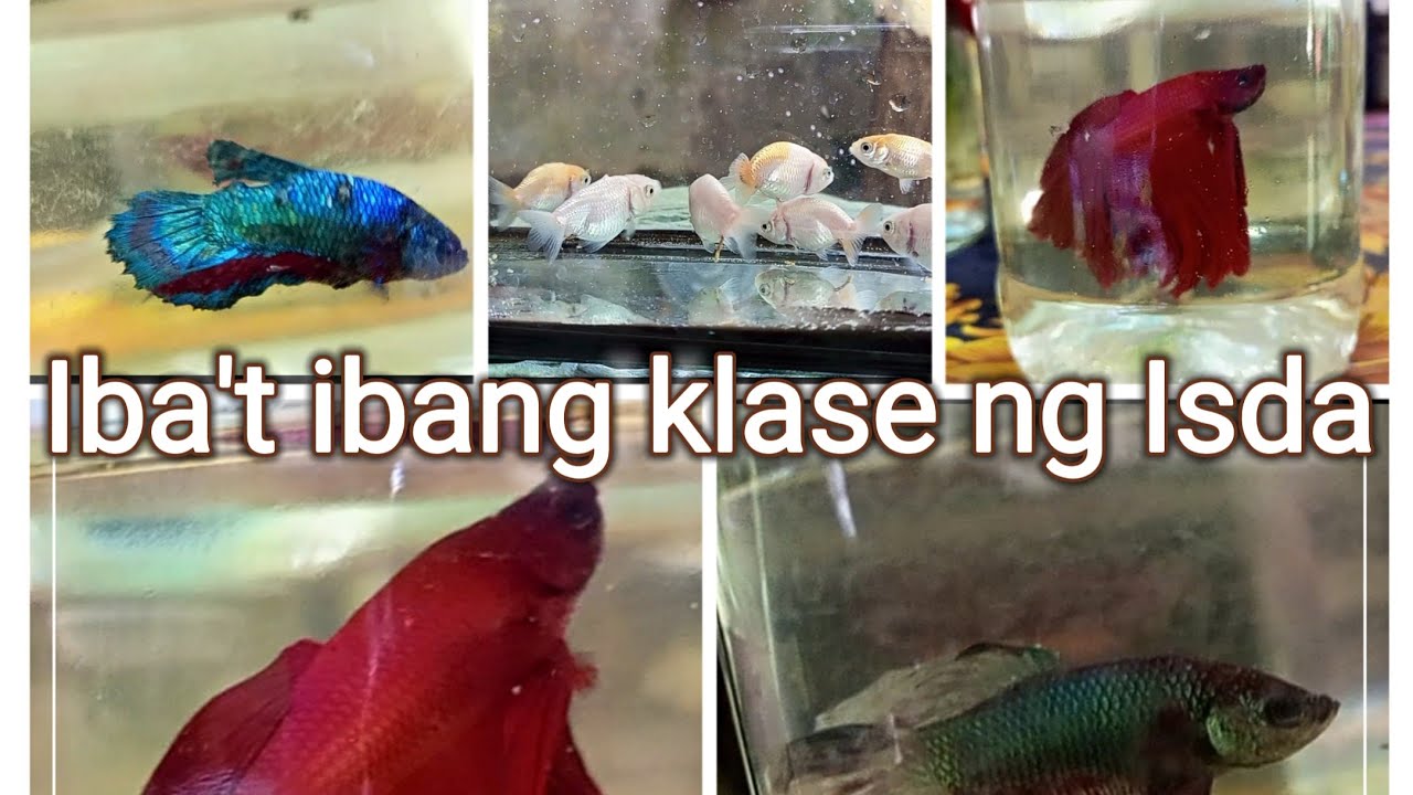ibat-ibang klase ng Isda 🐟🐬🐟 - YouTube