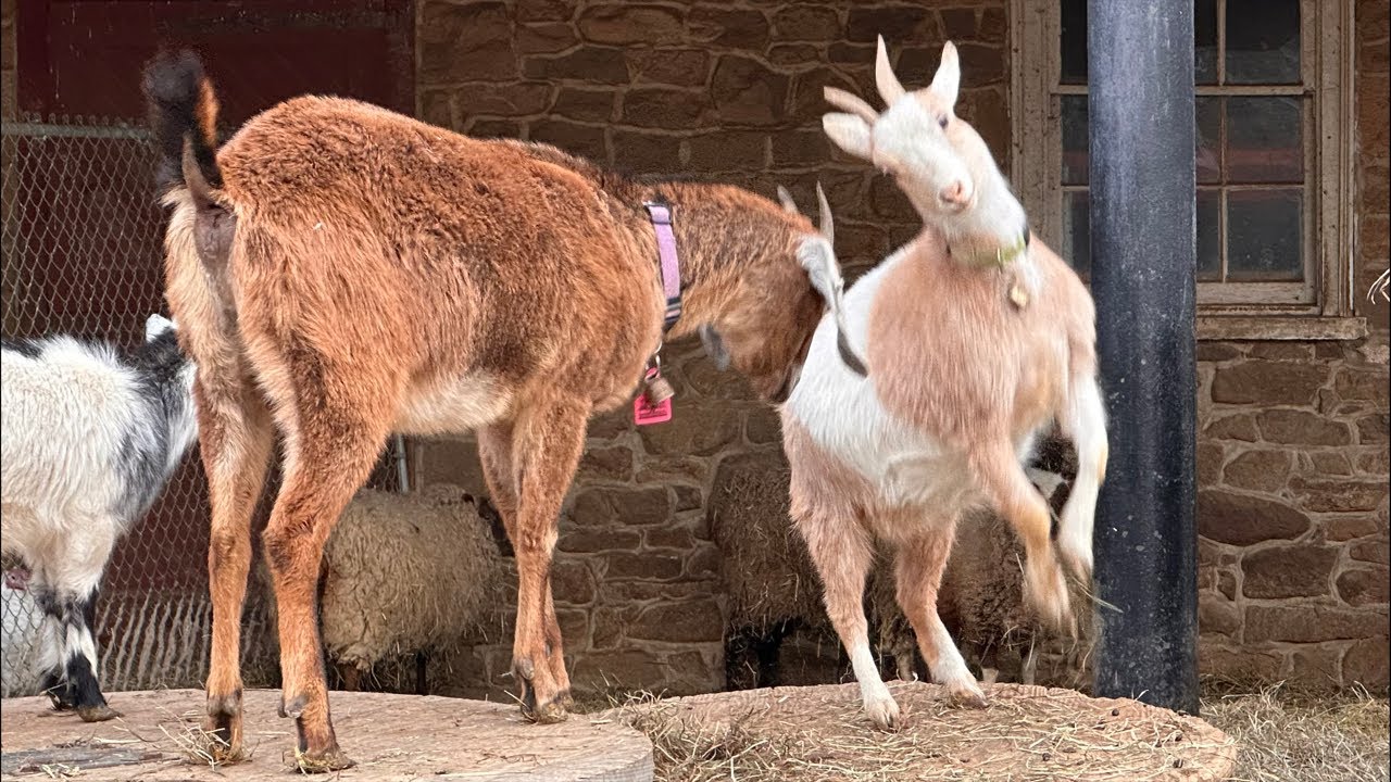 Hump day on the farm - 7:11 - YouTube