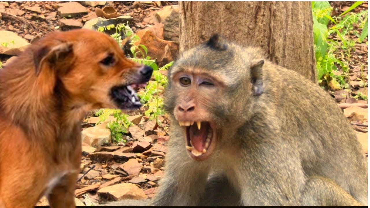 monkey attack on dog in Cambodia | Dog killer monkey 4KH - YouTube