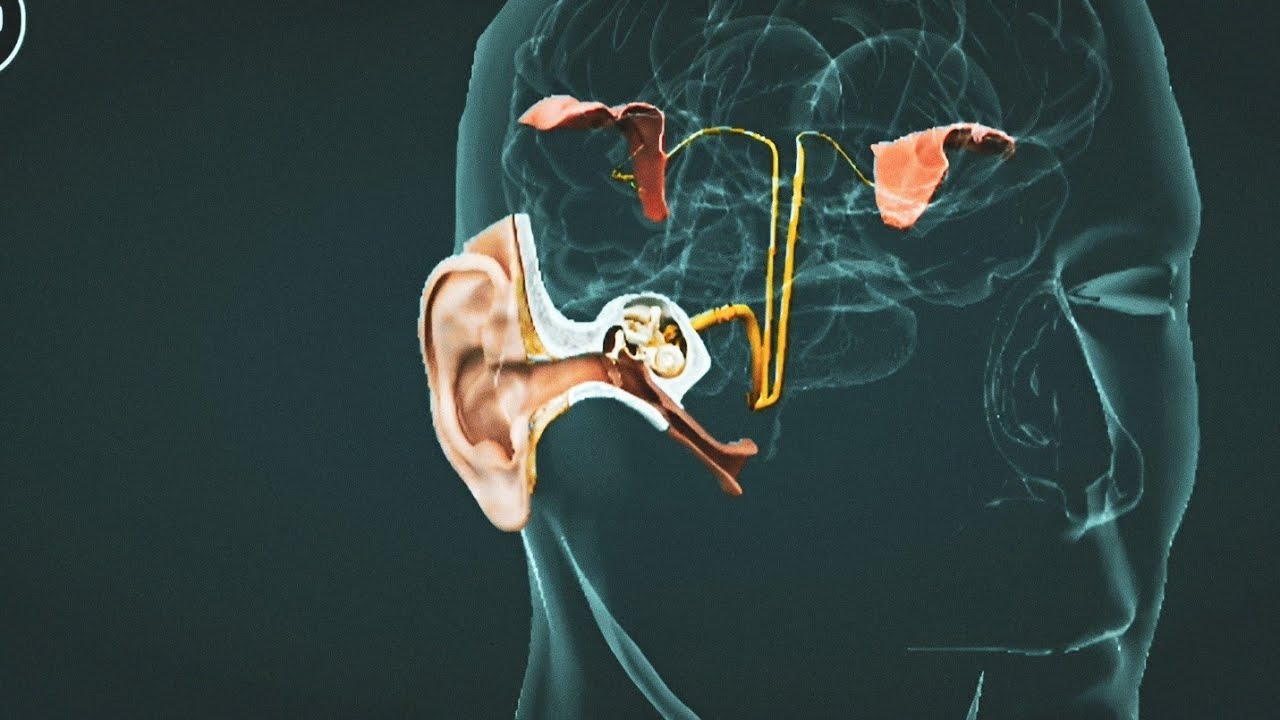 human ear 3d animation |human ear 3d animation in English |human ear ...