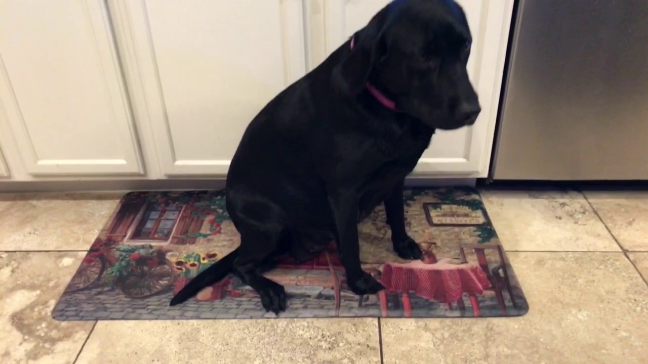 Our Black Lab about to give birth to 7+ baby puppies - YouTube