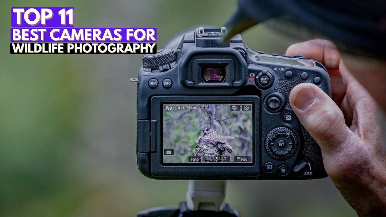 Top 11 Best Cameras for Wildlife Photography in 2026 🦁📷 (Fast & Sharp ...