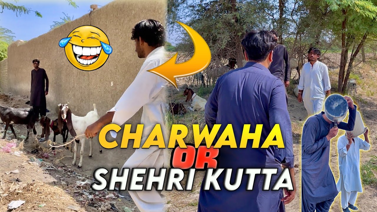 Charwaha Or Shehri kutta 😂 funny short video 😜 - YouTube