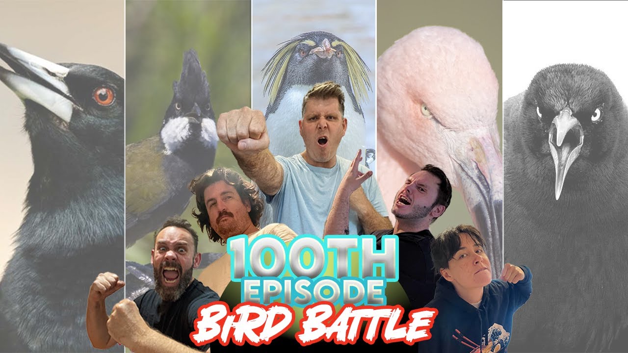 Big Time Bird Battle - YouTube