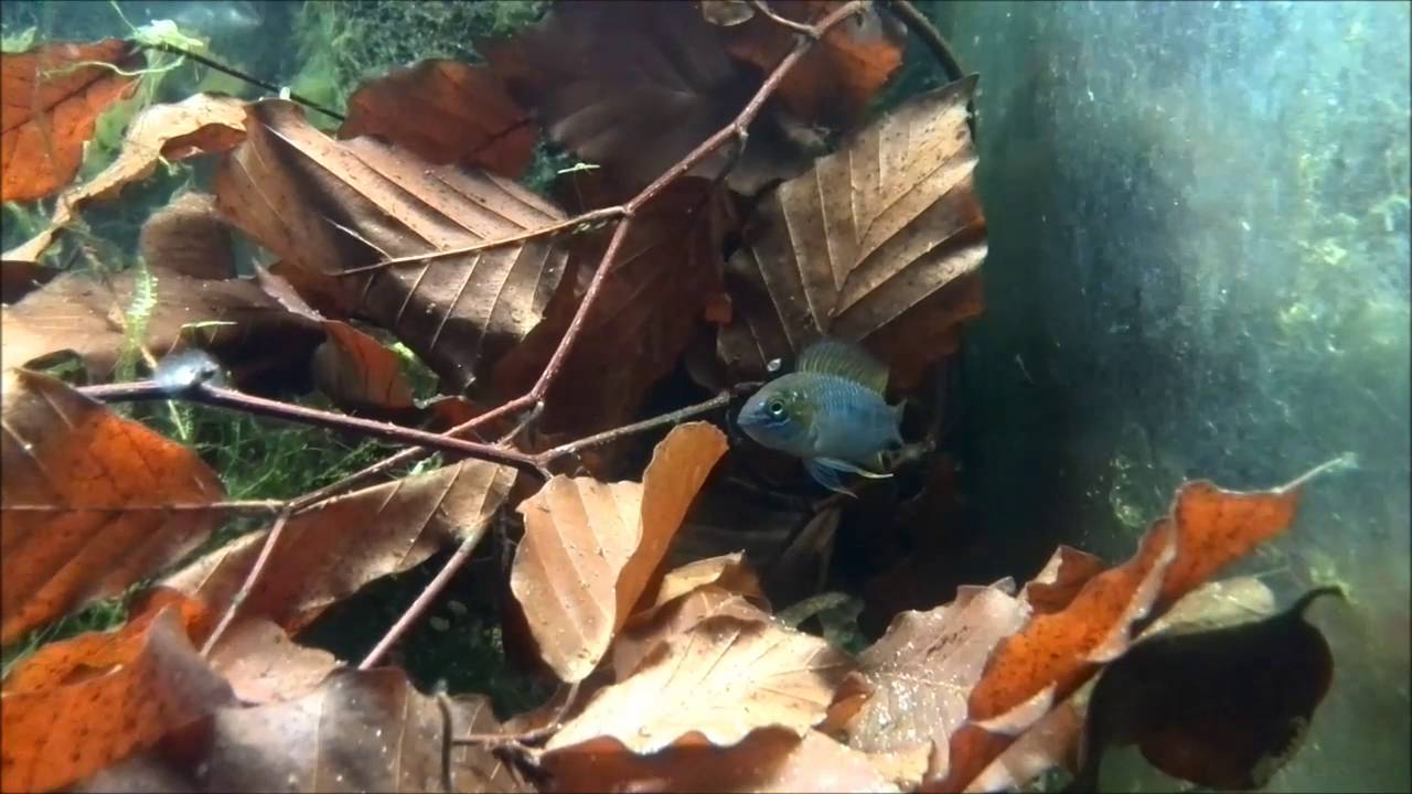 Apistogramma borelli "Opal" from Paraguay. - YouTube