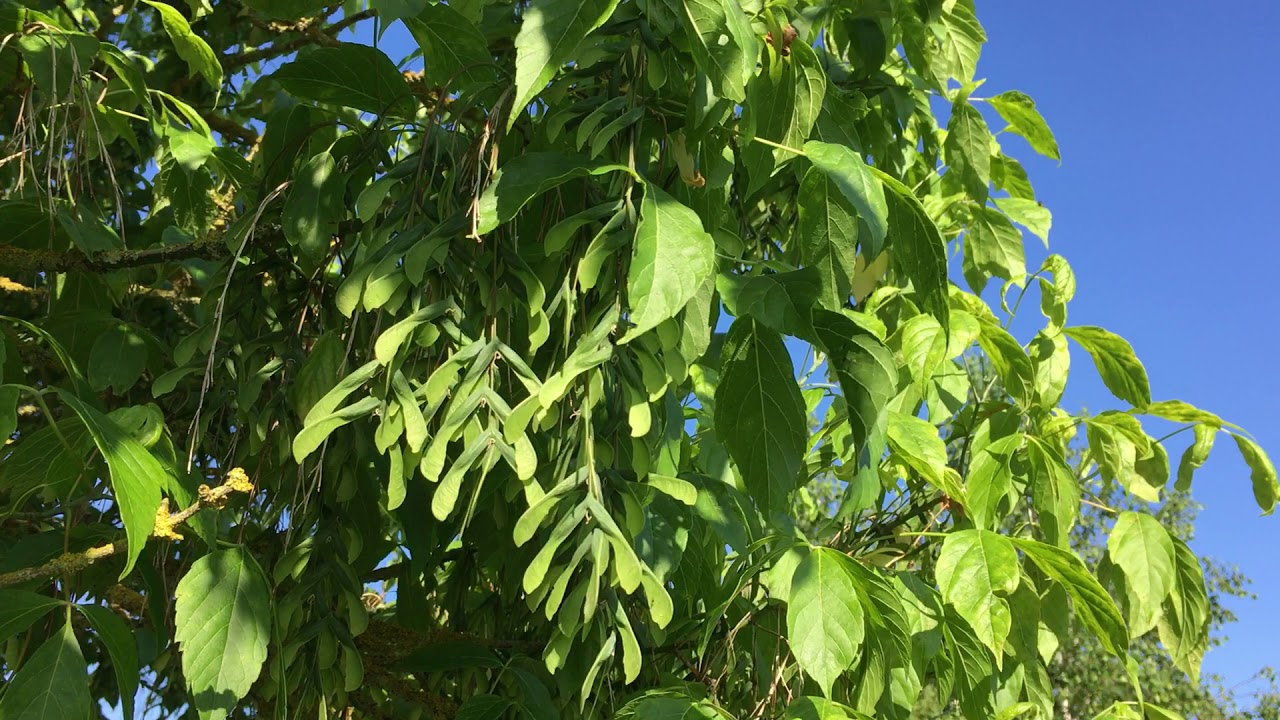 Box elder (Acer negundo) - leaves & samaras (female) - June 2018 - YouTube