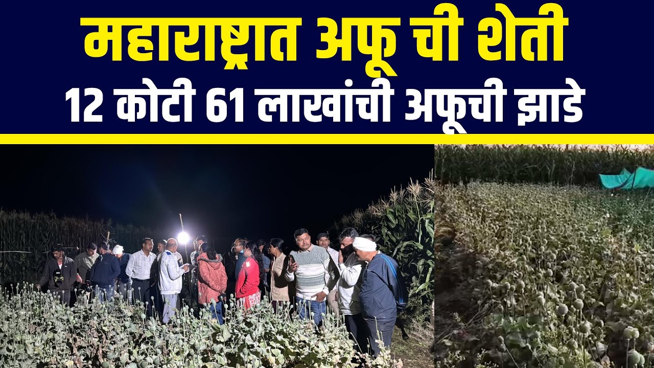 महाराष्ट्रात अफू ची शेती 12 कोटी 61 लाखांची अफूची झाडे | Afim Farming ...