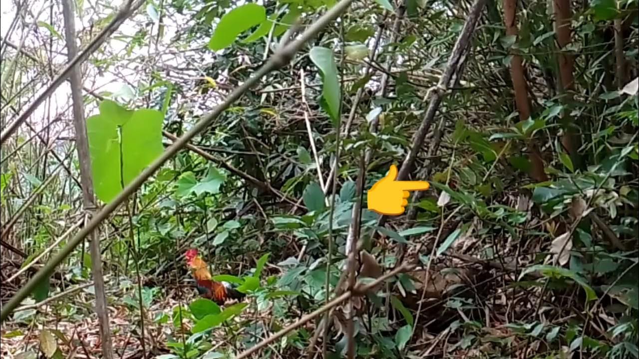 zoo siab hnub no - YouTube