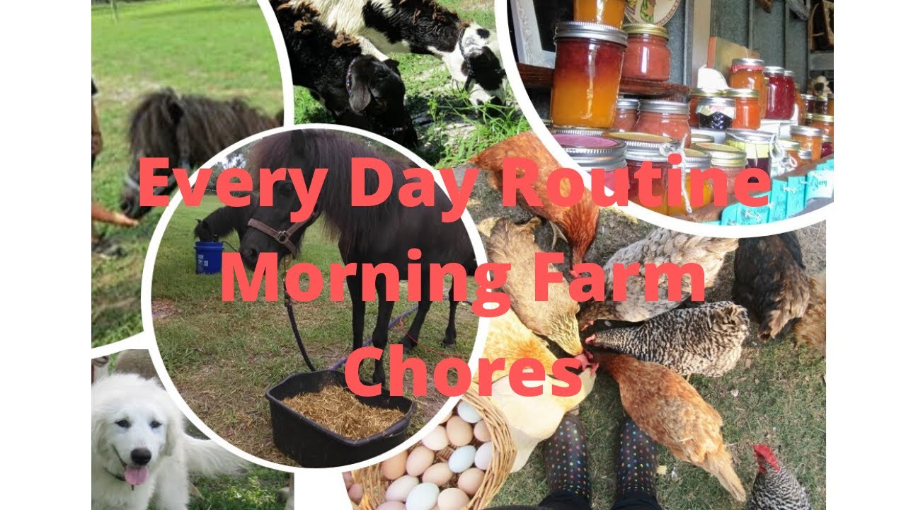 My Daily Morning Farm Chores. Routine Morning Feedings. - YouTube