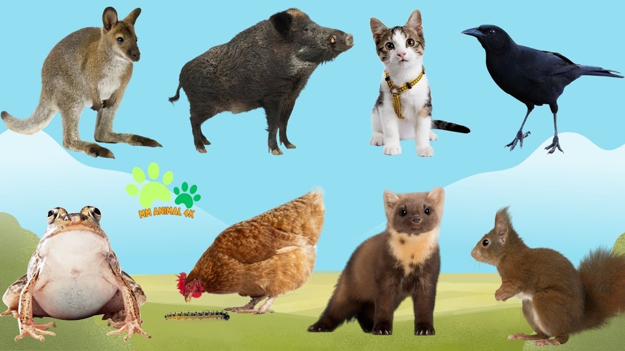 Lovely animal sounds: Chicken, Squirrel, Bird, Cat, Pig, Kangaroo, Frog ...